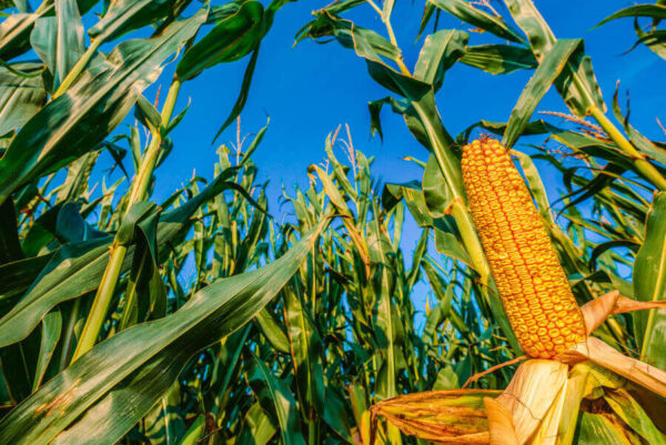 25 Things Nebraska Is Known and Famous For - Nomads Unveiled