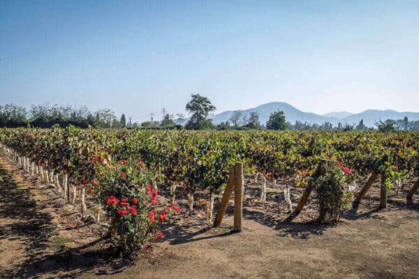 20 Interesting And Fun Facts About Chile - Nomads Unveiled
