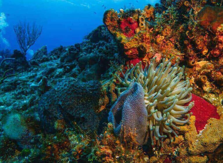 20 Things Belize Is Known and Famous For - Nomads Unveiled