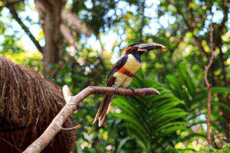 30 Interesting and Fun Facts About Belize [Explained]