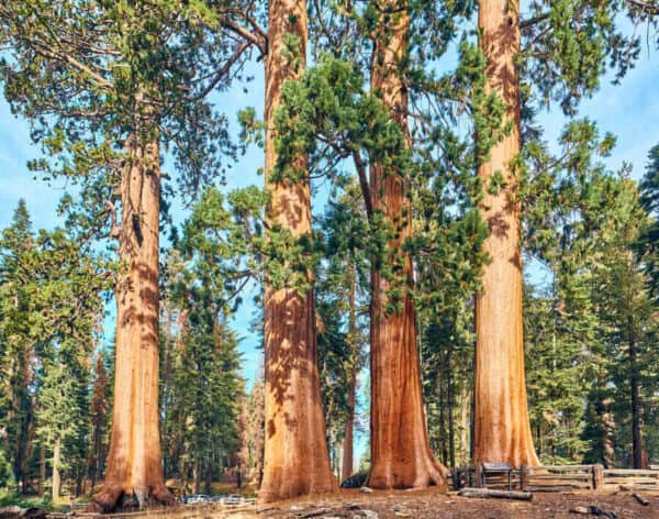 20 Interesting And Fun Facts About California [Explained]