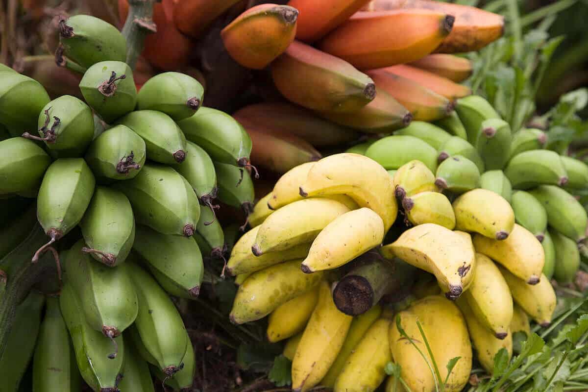 10 Traditional Burundi Foods And Burundian Cuisine To Try - Nomads Unveiled