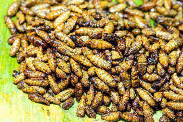 20 Traditional Botswana Food And Tswana Cuisine To Try