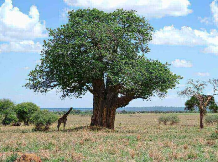 20 Interesting And Fun Facts About Tanzania [Explained]
