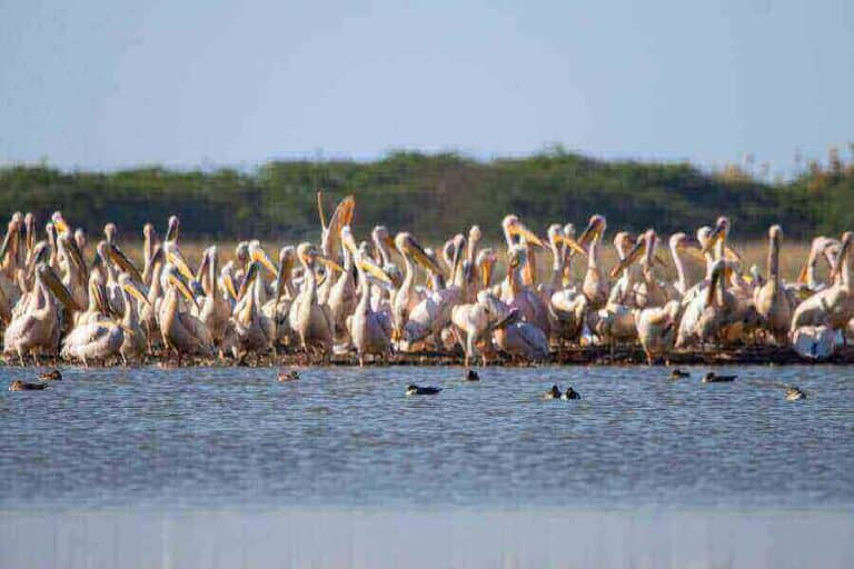 20 Interesting And Fun Facts About Senegal [Explained]