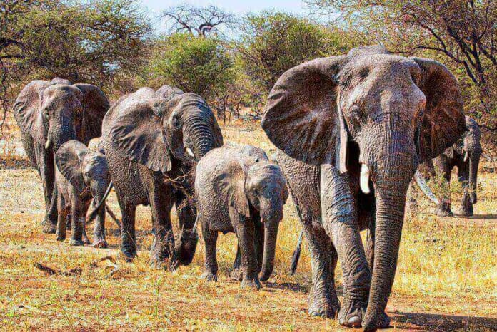 20 Interesting And Fun Facts About Zimbabwe [Explained]
