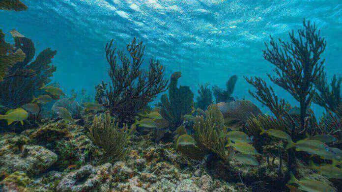 16 Interesting And Fun Facts About Cancun, Mexico [Explained]