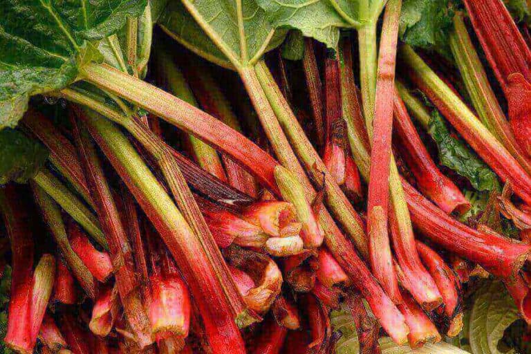 10 Famous South Dakota Food: Dishes South Dakota Is Known For